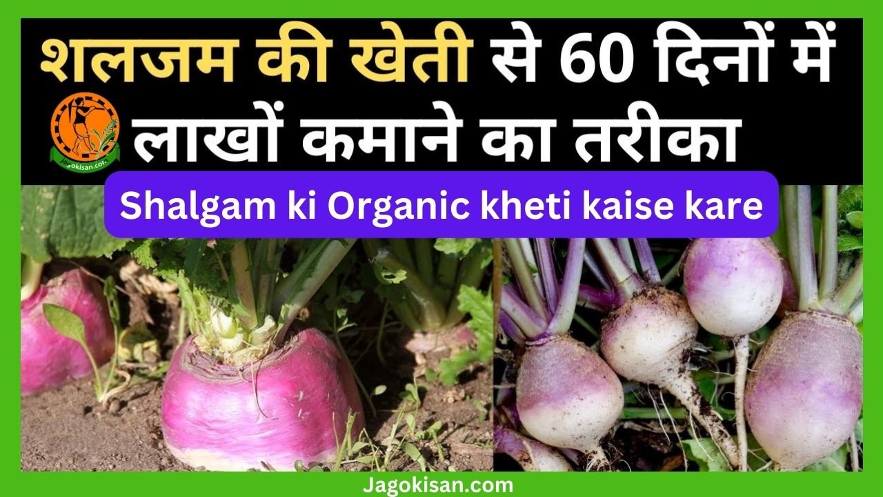 Shalgam Ki Organic Kheti Kaise Kare| शलगम की ऑर्गेनिक खेती कैसे करें