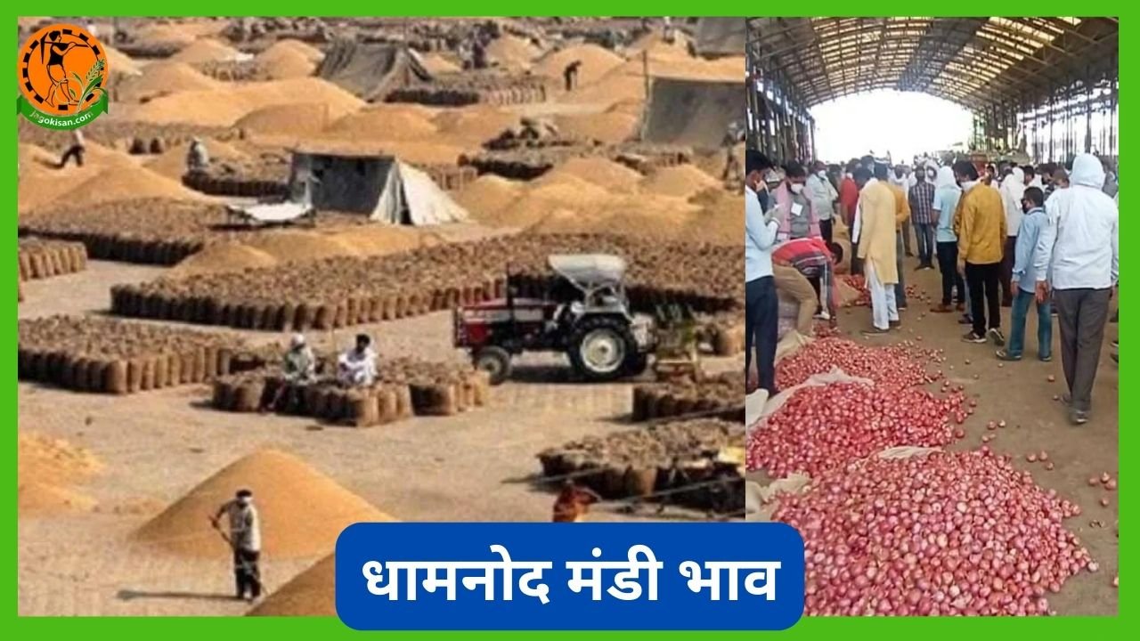 धामनोद मंडी भाव | Dhamnod Mandi Bhav Today | आज के धामनोद मंडी भाव | आज ...