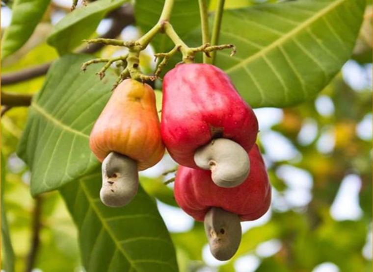 Kaju Ki Kheti | काजू की खेती कैसे होती है | Cashew Farming In Hindi ...