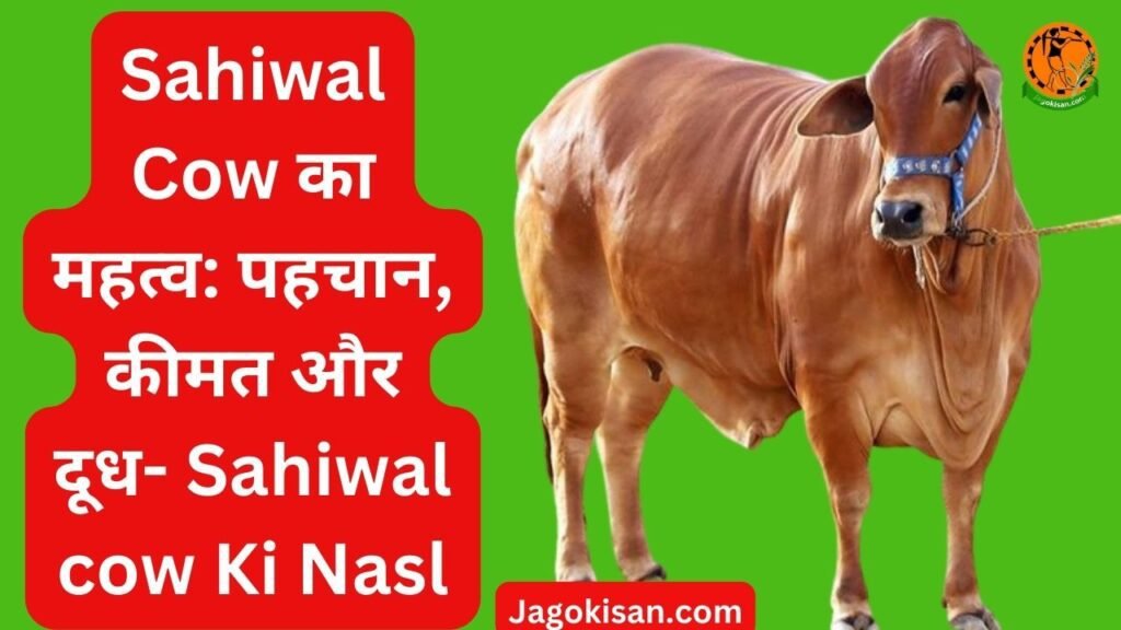 Sahiwal Cow (साहीवाल गाय) का महत्व: पहचान, कीमत और दूध- Sahiwal Cow Ki ...
