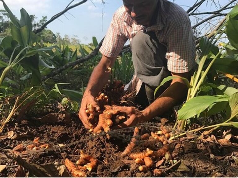 Adrak Ki Kheti | अदरक की खेती कैसे होती है रोग और रोकथाम | Ginger ...