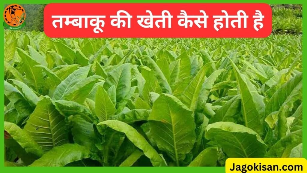 Tambaku Ki Kheti | तम्बाकू की खेती कैसे होती है | Tobacco Farming In ...